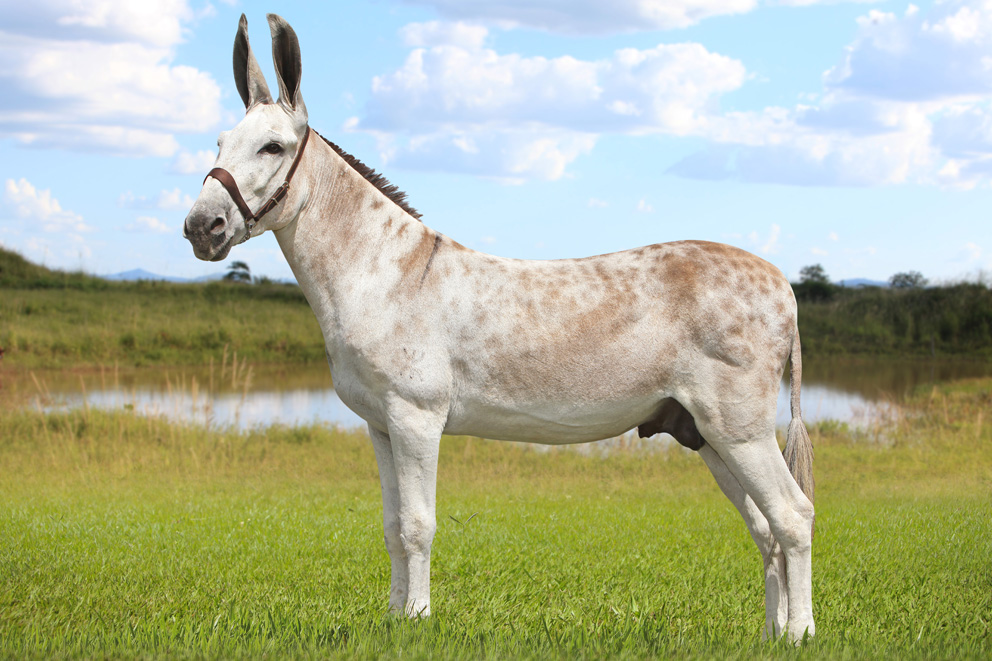 Jumento ostentação: haras na Bahia cria animais de raça que valem até R ...